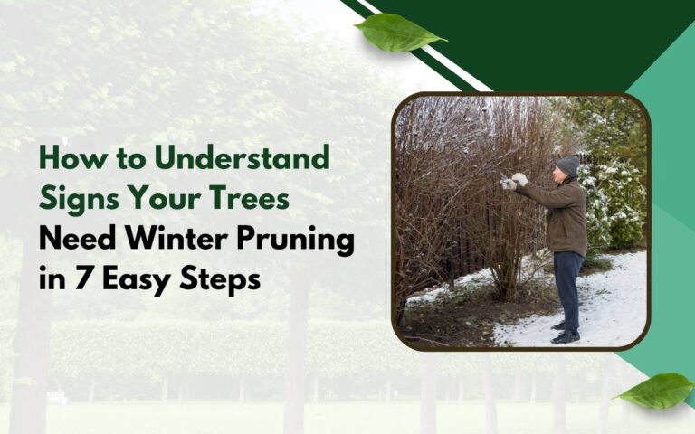Signs Your Trees Need Winter Pruning Guide